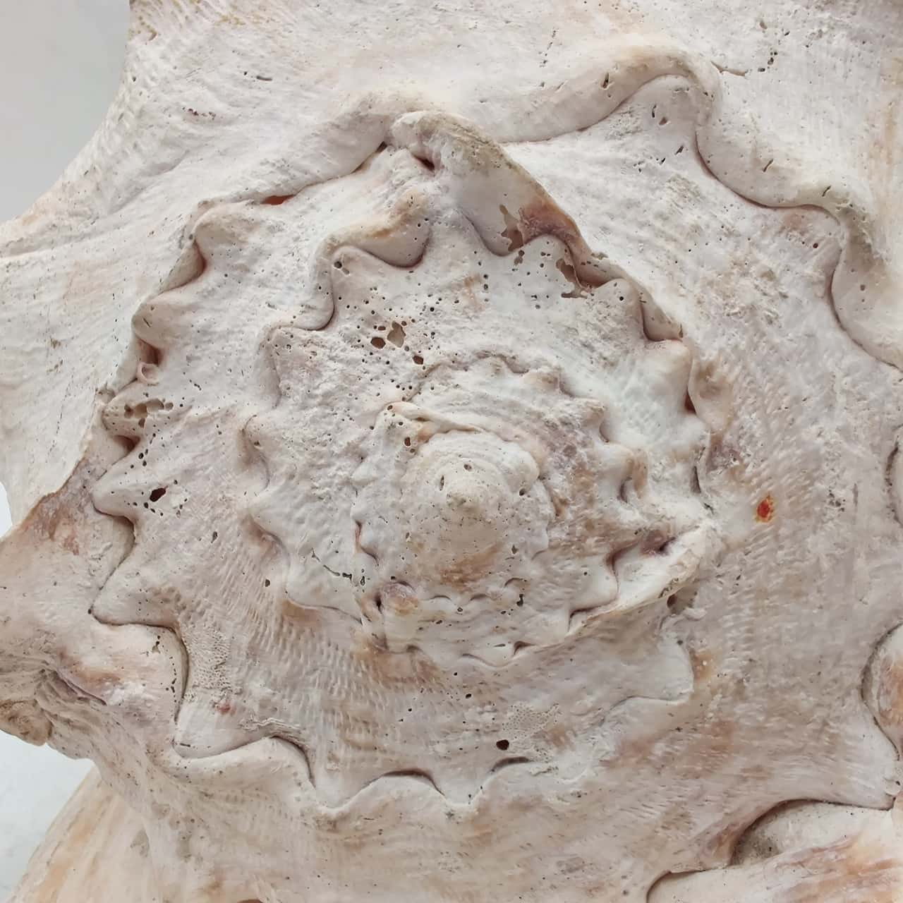 Large Horned Queen Helmet Conch Sea Shell With Spiral