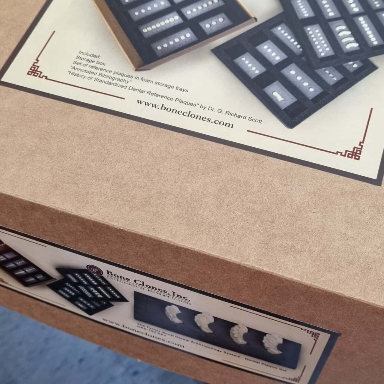 Bone Clones - human teeth replica set. medical/dental/historical education