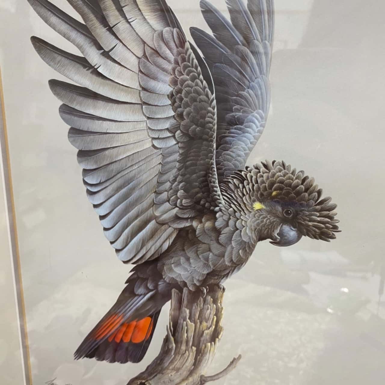 Jeremy Boot Black Cockatoo painting (s)