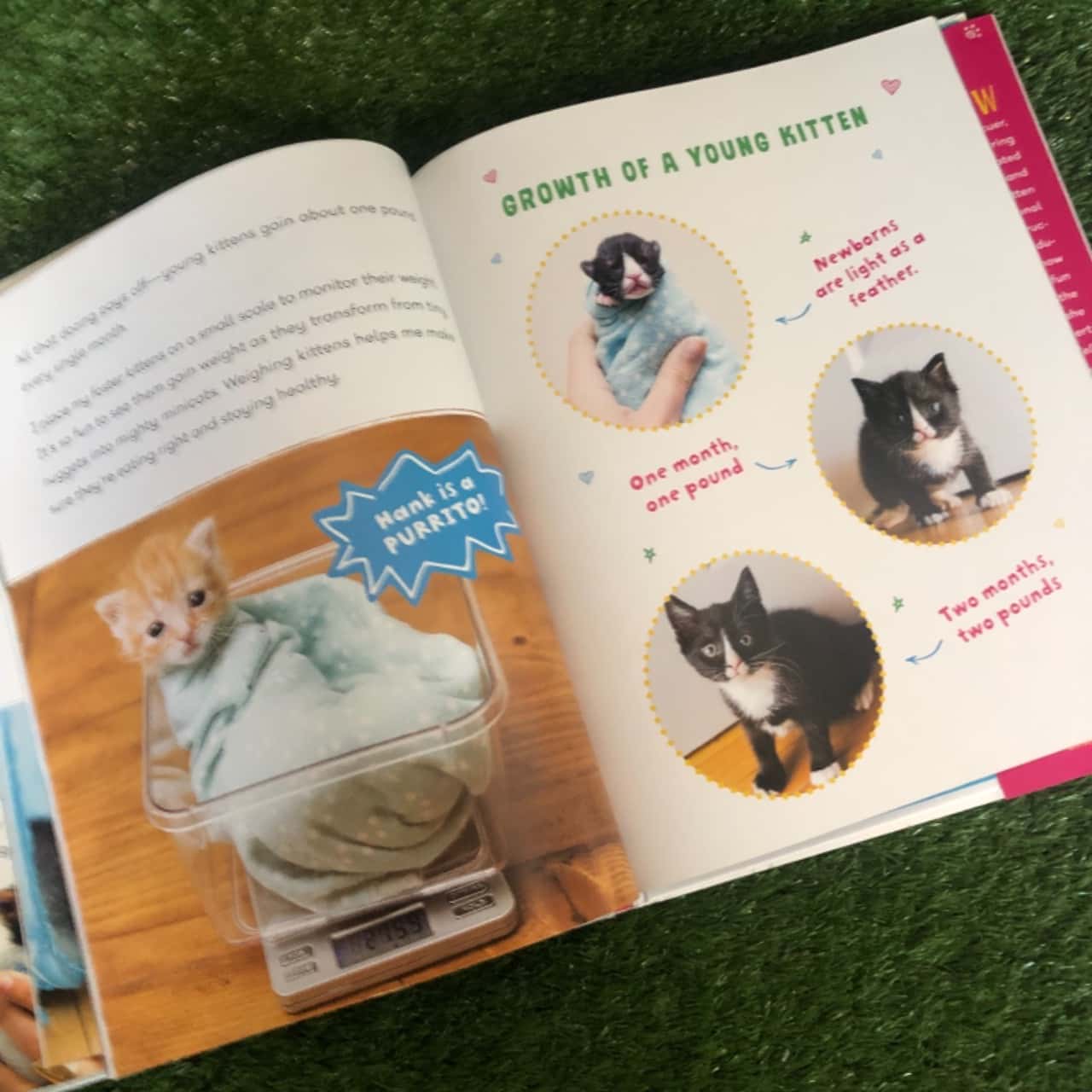 Kitten Lady's ‘Big Book of Little Kittens’ by Hannah Shaw(s)