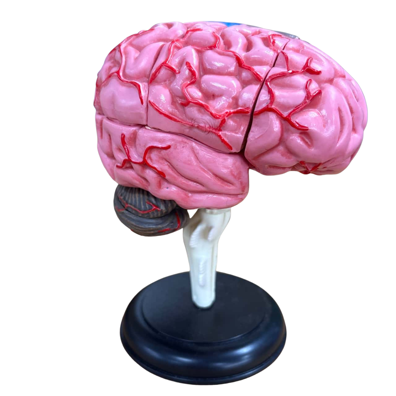 Human Brain Model