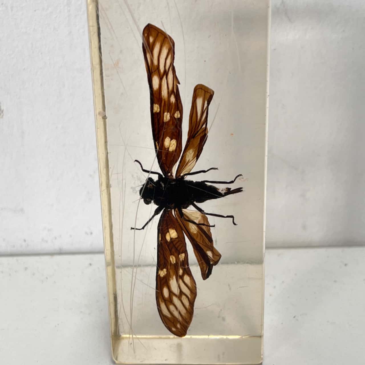 BUG COLLECTION (001)(s)