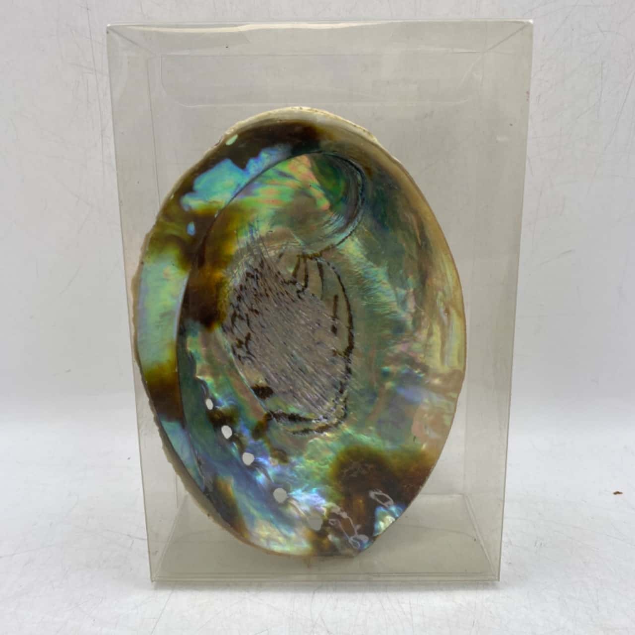 Abalone Shell Polished Paua Rainbow Sea Green Beach House Decor(s)