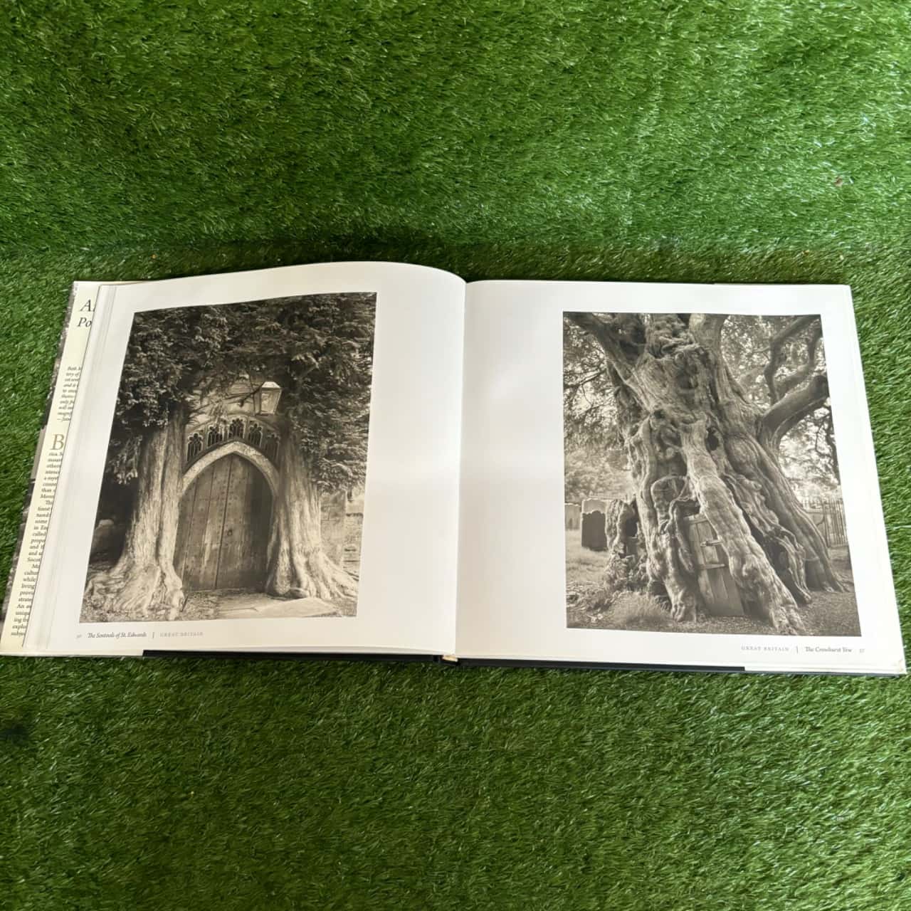 Ancient Trees Portraits of Time by Beth Moon