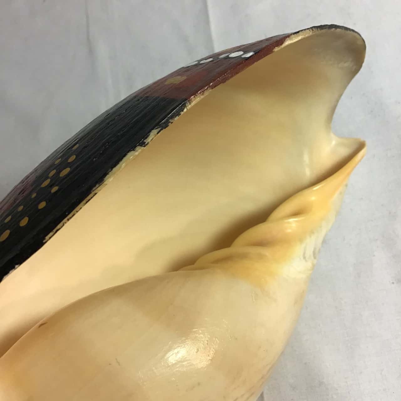 “Reduced” Sea Shell with Aboriginal drawing name on is Djugan(s)