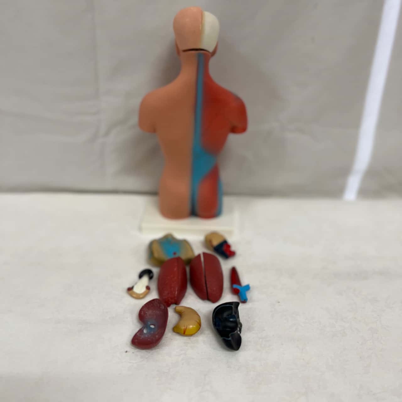 Human Torso with organs- perfect learning tool(s)