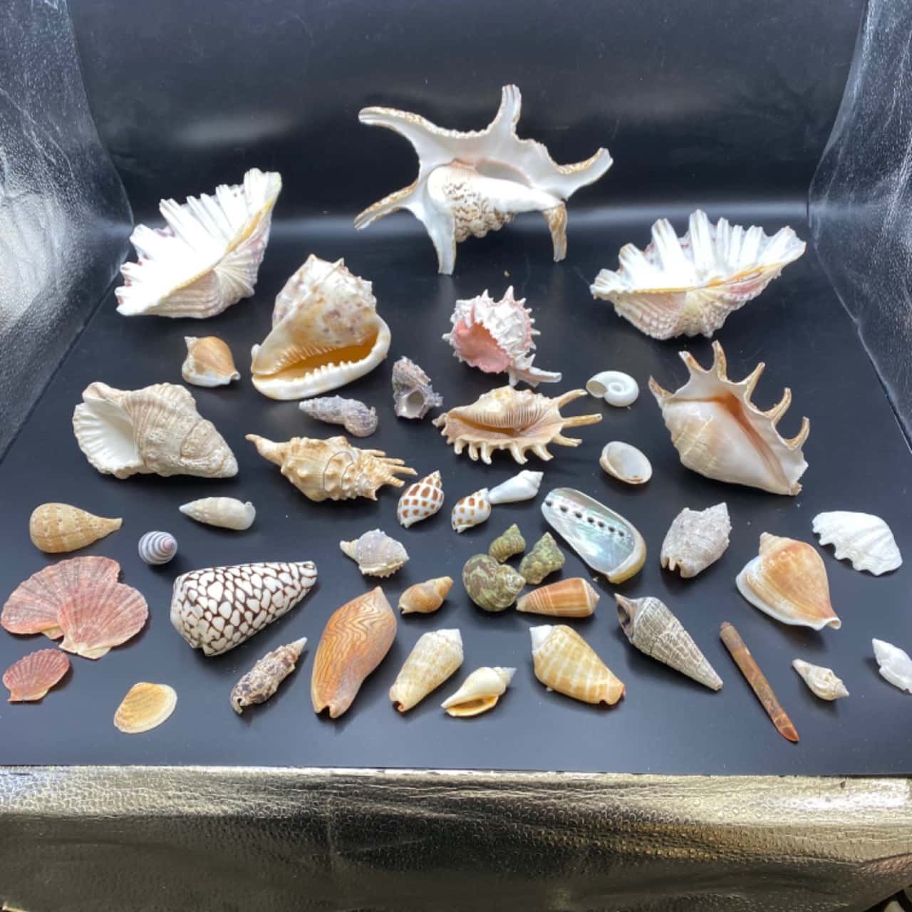 Large Assortment Decorative Beach Shells Amazing Colours, Shapes ...