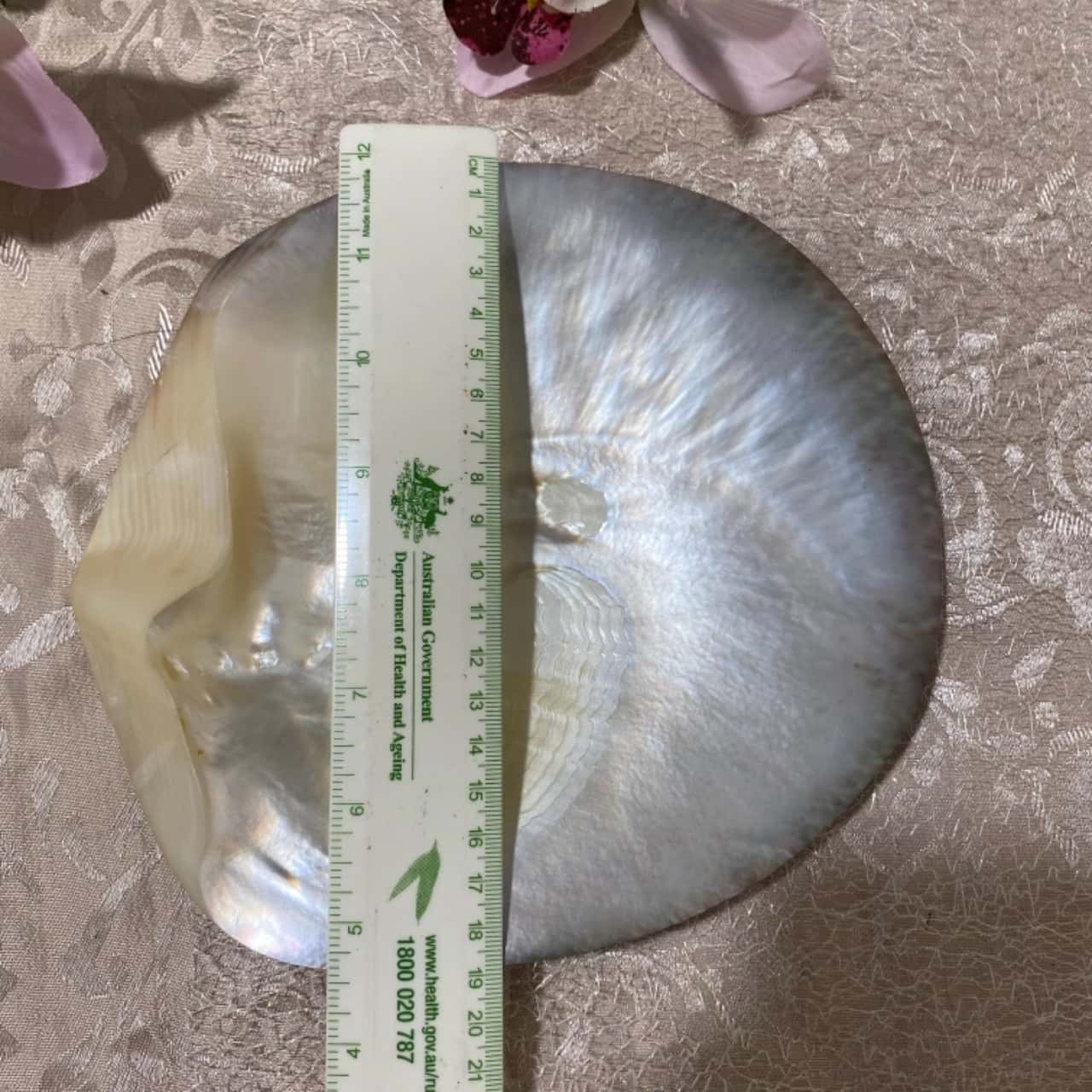 Large mother of pearls shell Tahiti II