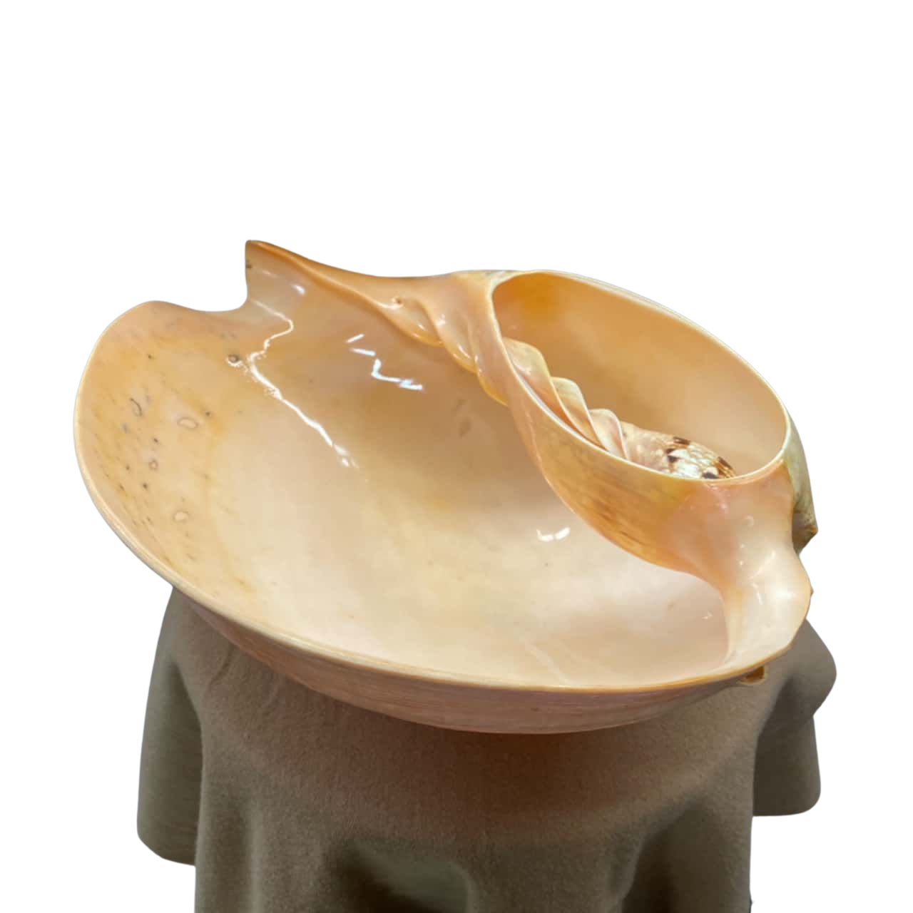 Real Bailey Shell Bowl [PICK UP ONLY]
