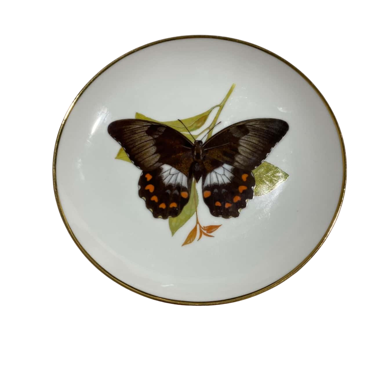 Butterflies of the Australian Garden - The Orchard Swallowtail ...