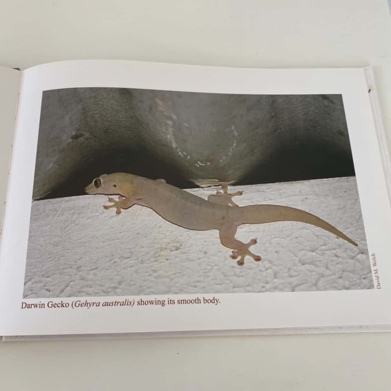 SIGNED BY AUTHOR Darwin Gecko by David M Welch Illustrated by Heather ...
