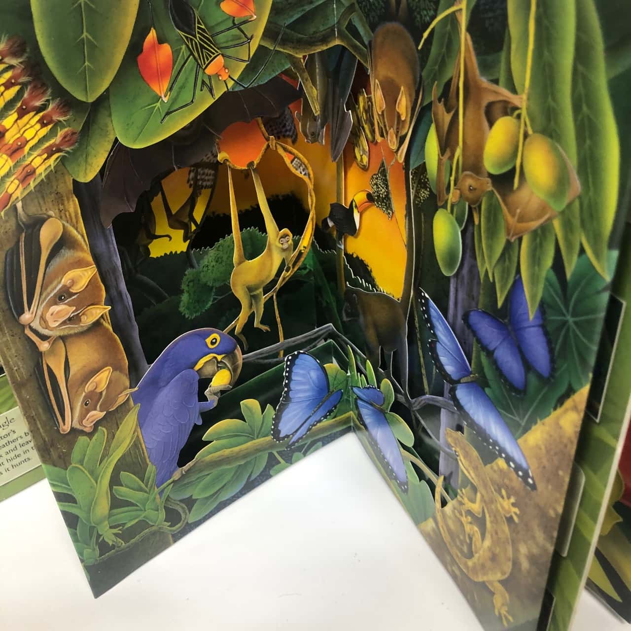 3-D Theater Rainforest - Popups - Kingfisher