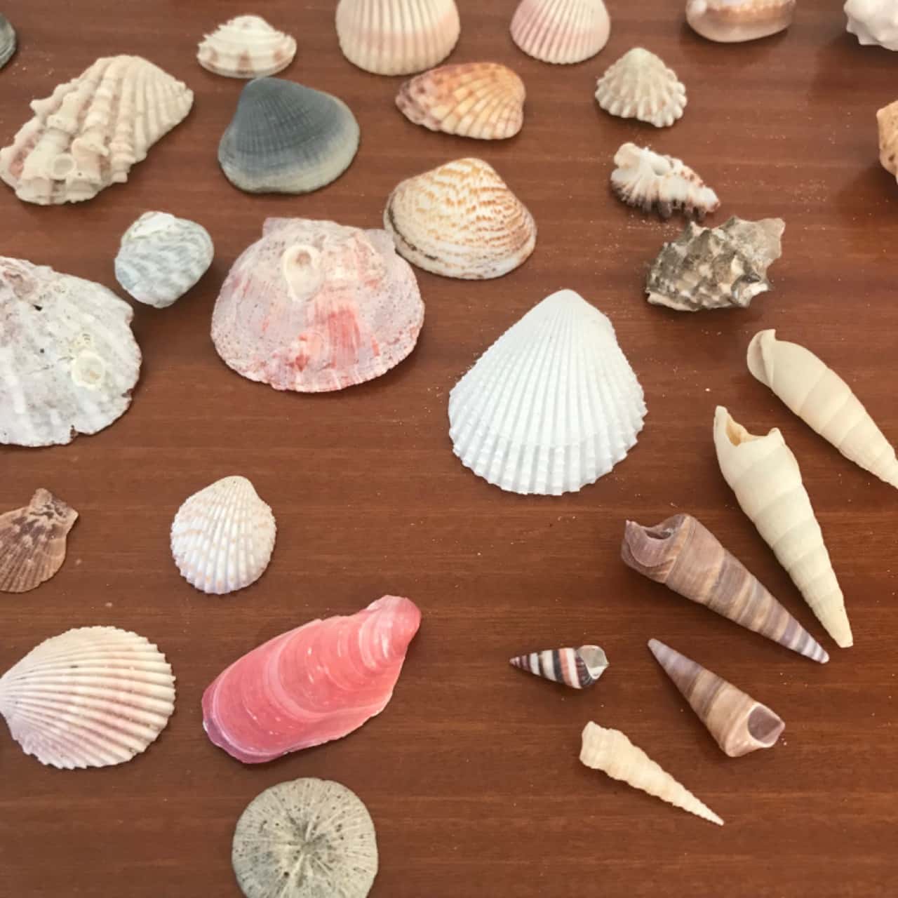 Approx 40 Decorative Sea Shells Assorted shapes & Sizes Small Home decor