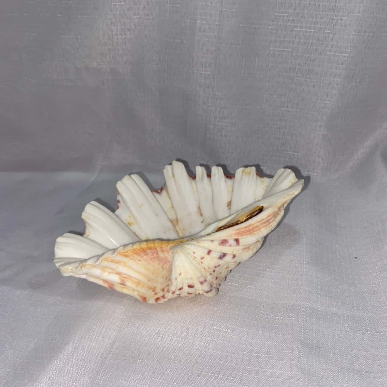 Clam Shell Bowl (E)