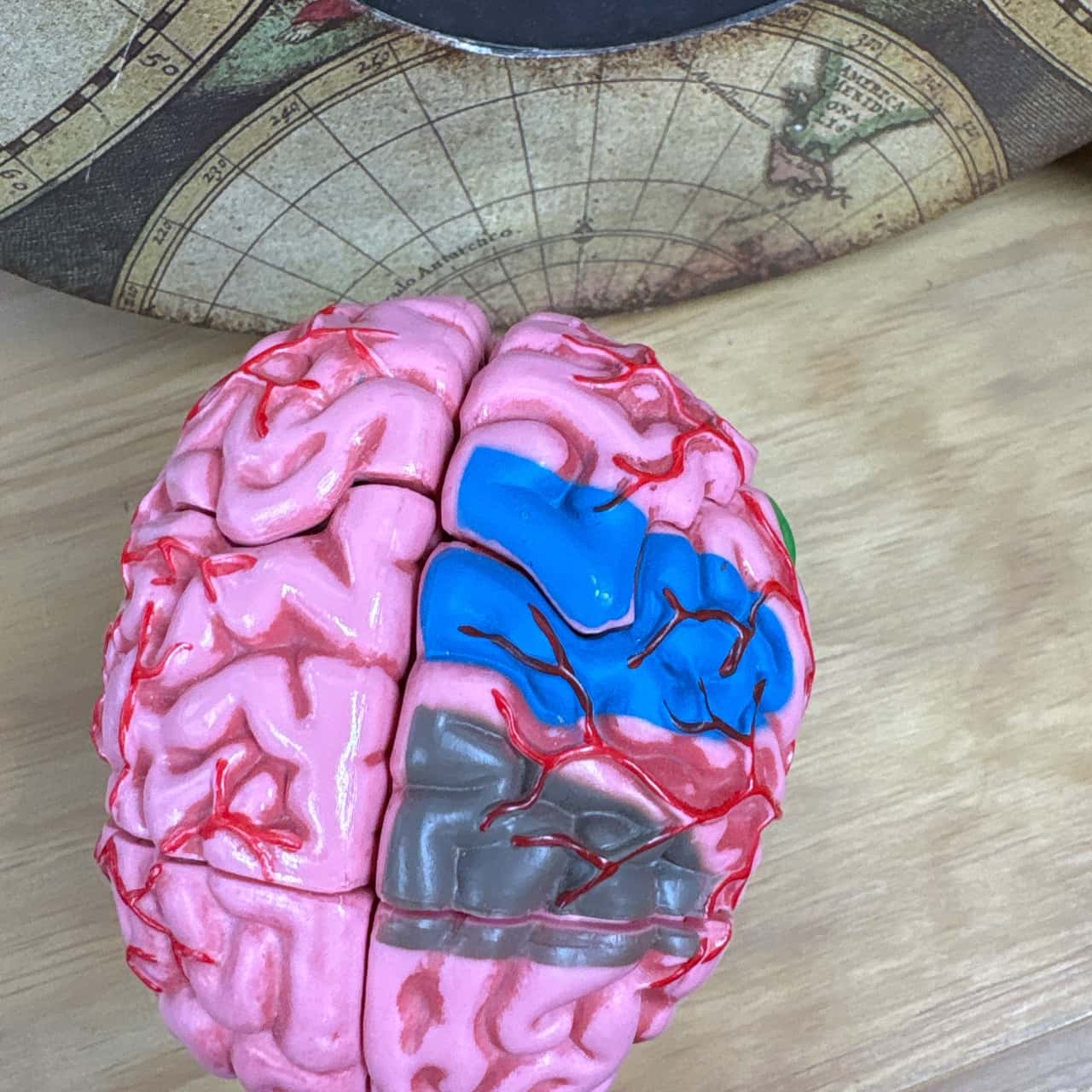 Human Brain Model