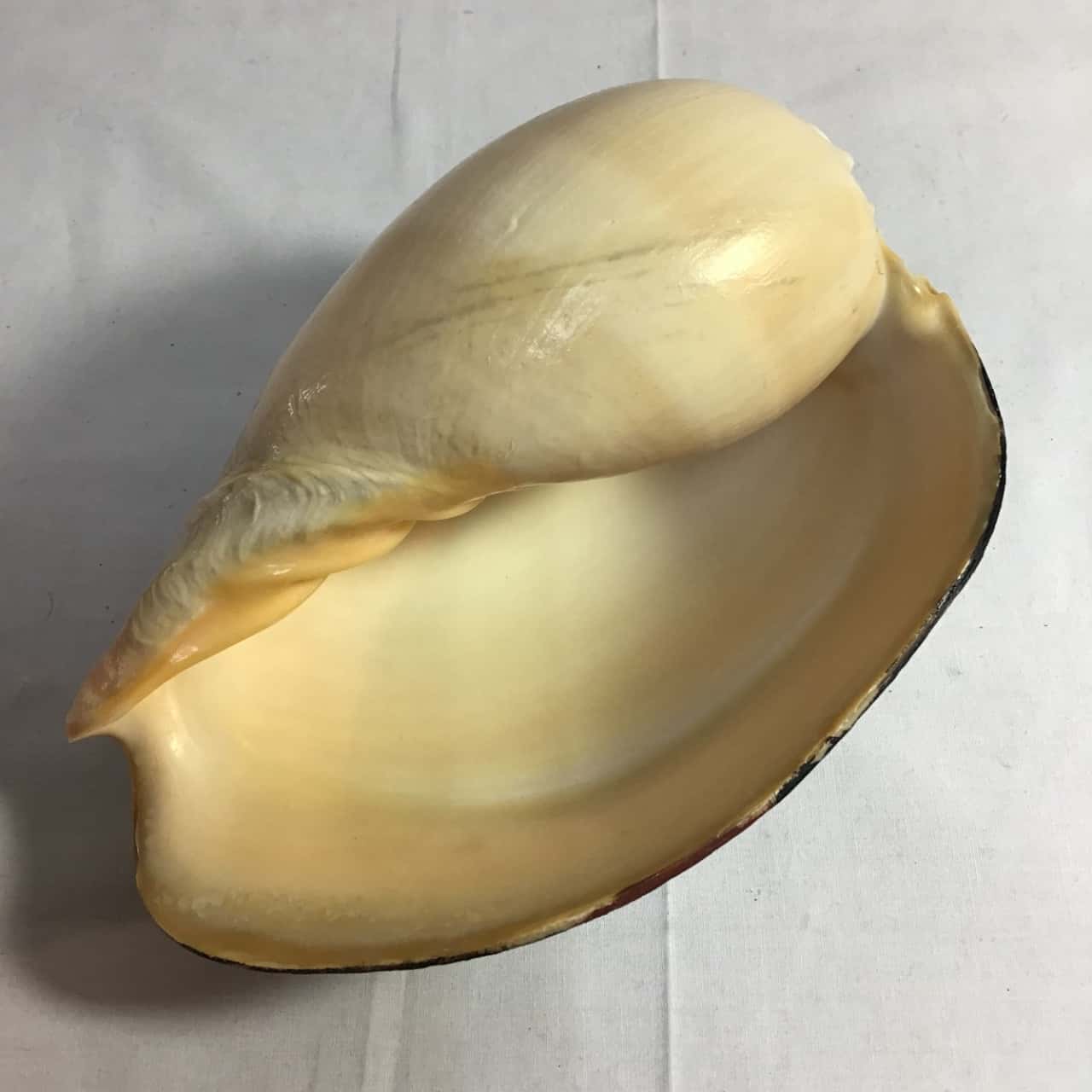 “Reduced” Sea Shell with Aboriginal drawing name on is Djugan(s)