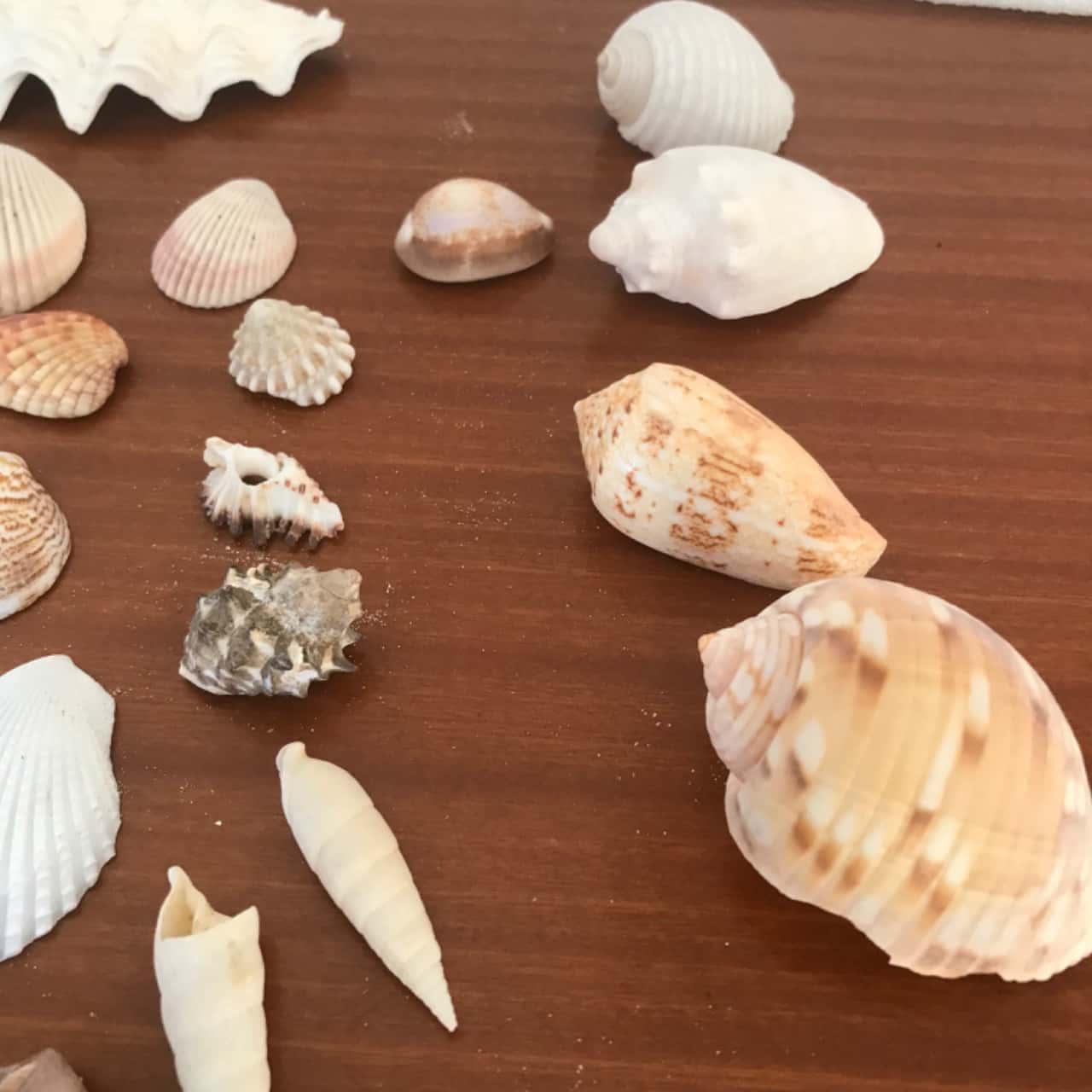 Approx 40 Decorative Sea Shells Assorted shapes & Sizes Small Home decor