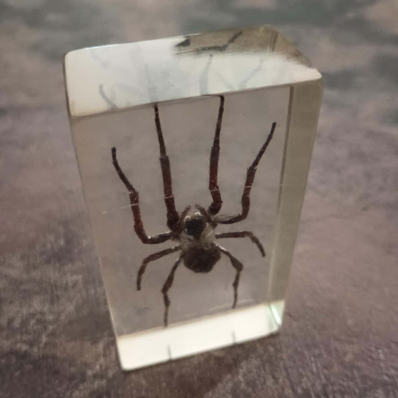 Spider in Resin