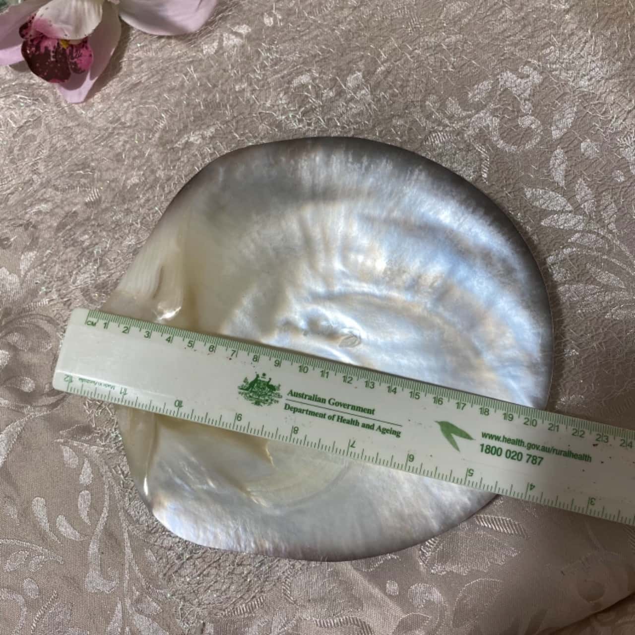 Mother of pearls shell Hunt