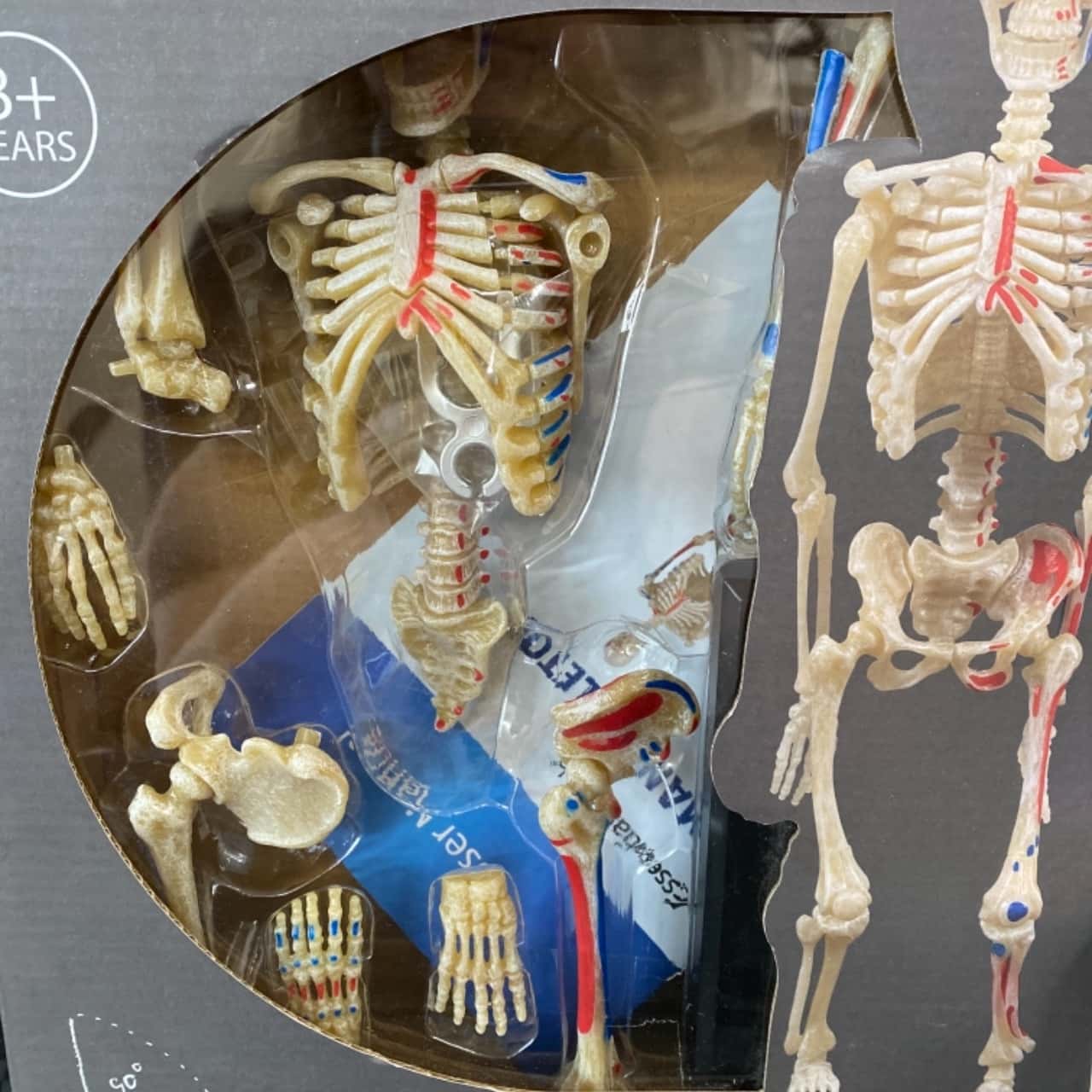 Essential Health Human Skeleton 42cm - New In Box