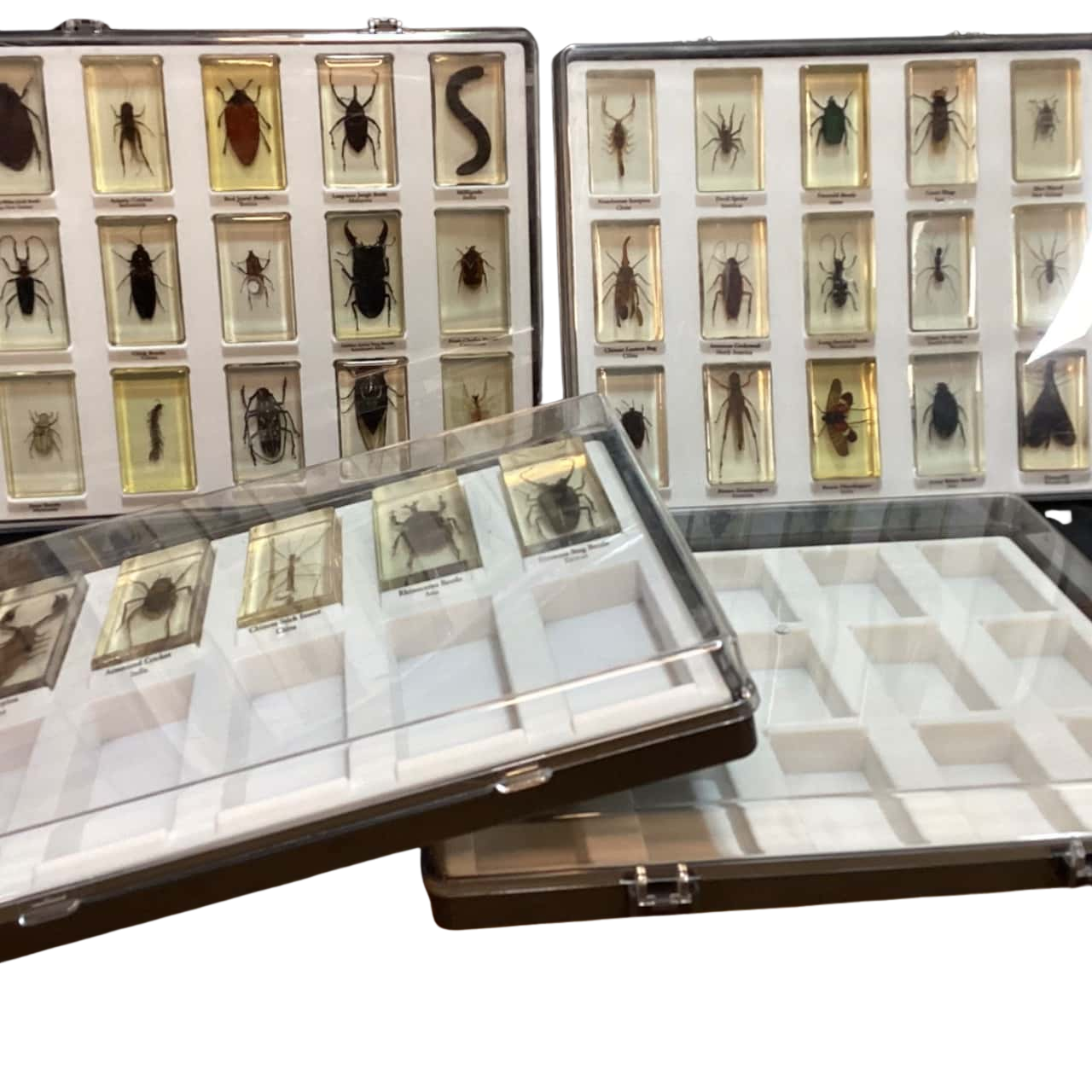 Worldwide real Insect Specimens Display case(s)